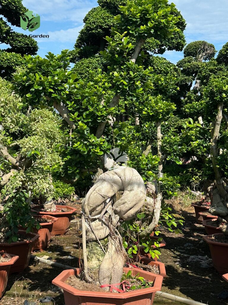 Tree Shape Strange Root Ficus Microcarpa