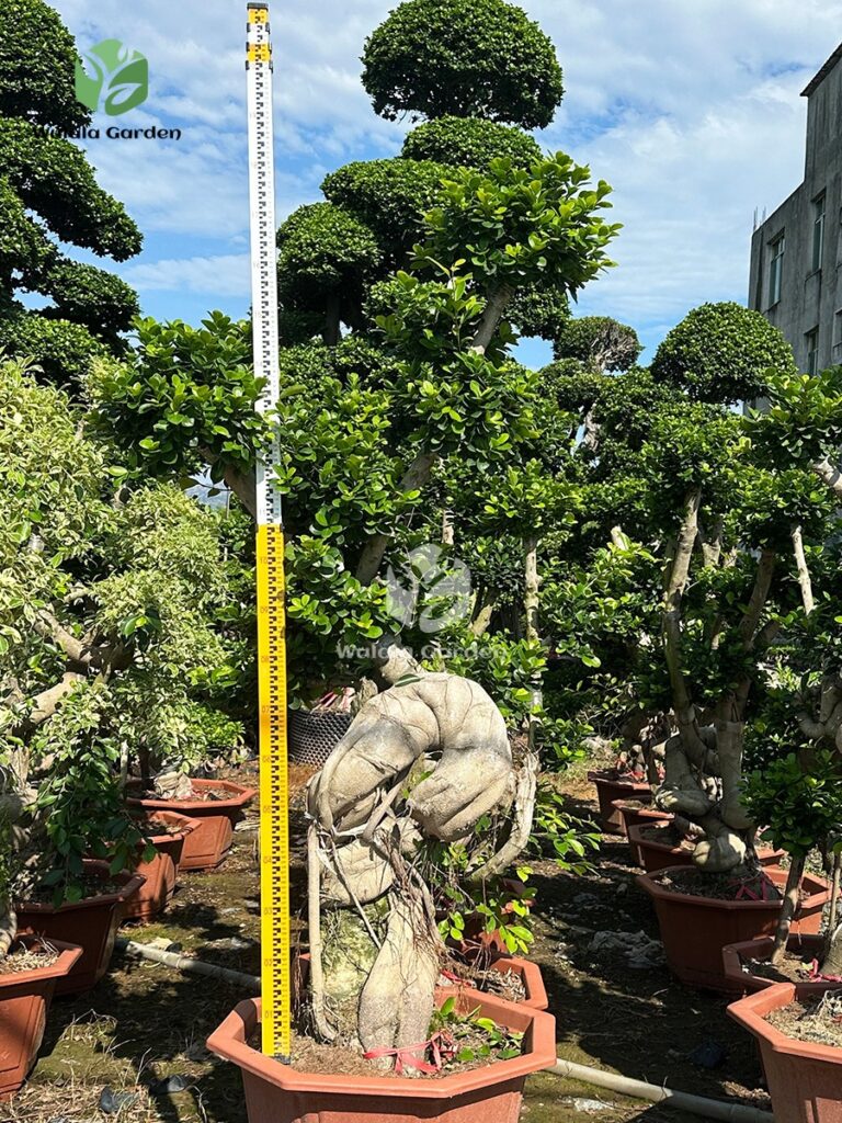 Tree Shape Strange Root Ficus Microcarpa