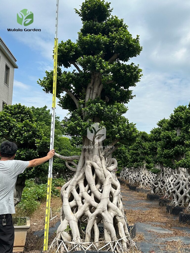 3.5m Net-Shape Strange Root Banyan Tree