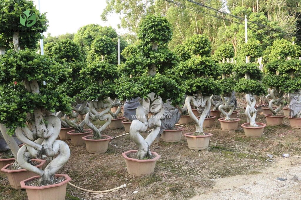3m Heart-Shaped Ficus Microcarpa Bonsai