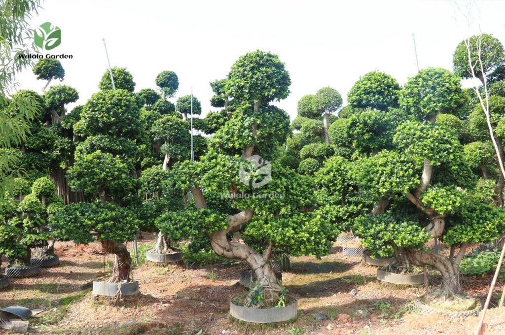 3m Large S-Shape Ficus Bonsai Tree