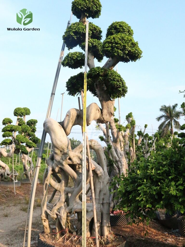 4m Strange Root Banyan Tree