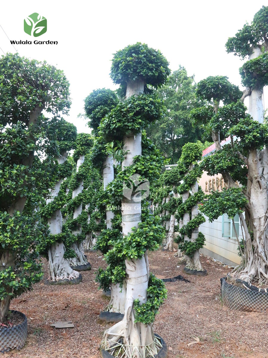 Dragon Ficus Microcarpa Tree (Big size)