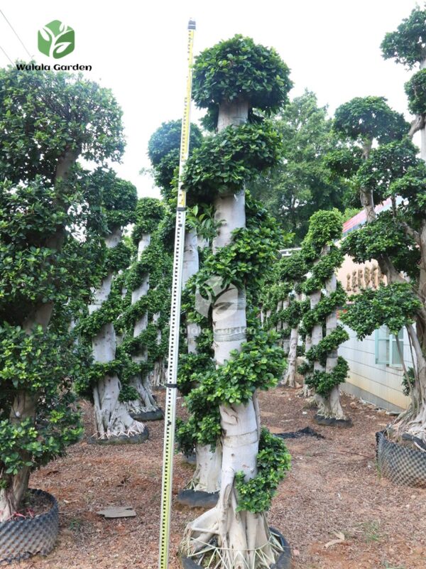 Dragon Ficus Microcarpa Tree (Big size)