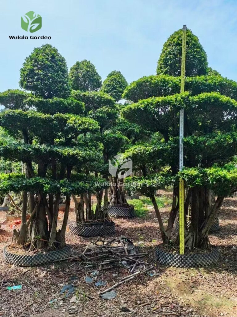 Forest Ficus Microcarpa (S-Bay Jungle Banyan) Premium Ornamental Tree