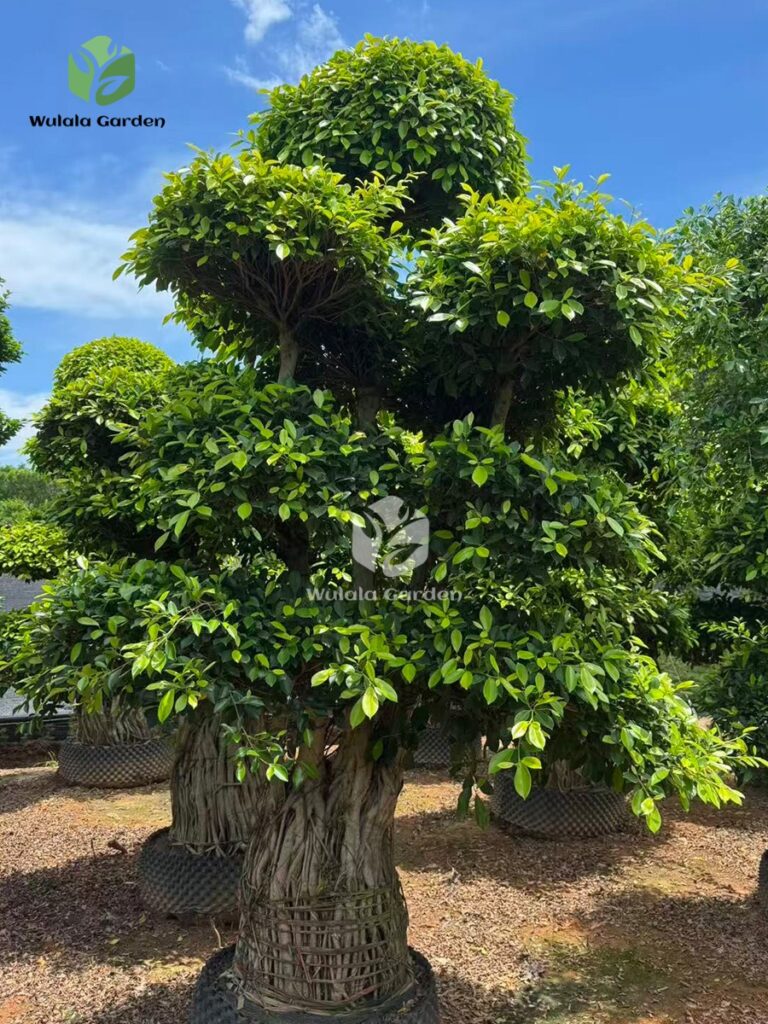Golden Ficus Bonsai