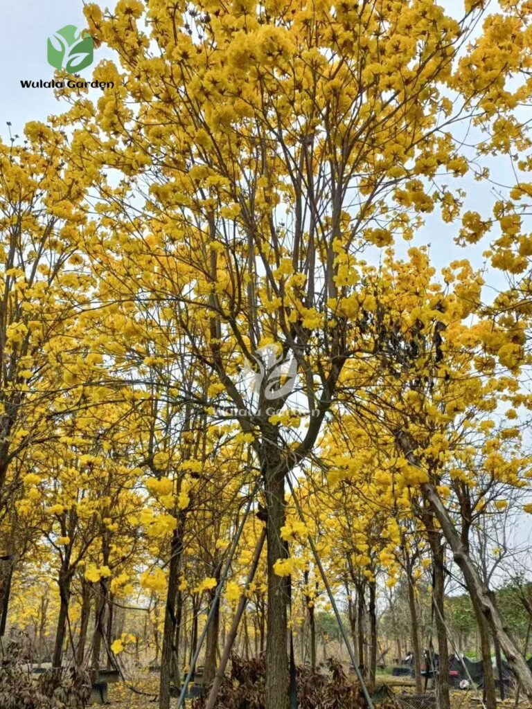 Golden Trumpet Tree (Tabebuia chrysantha)