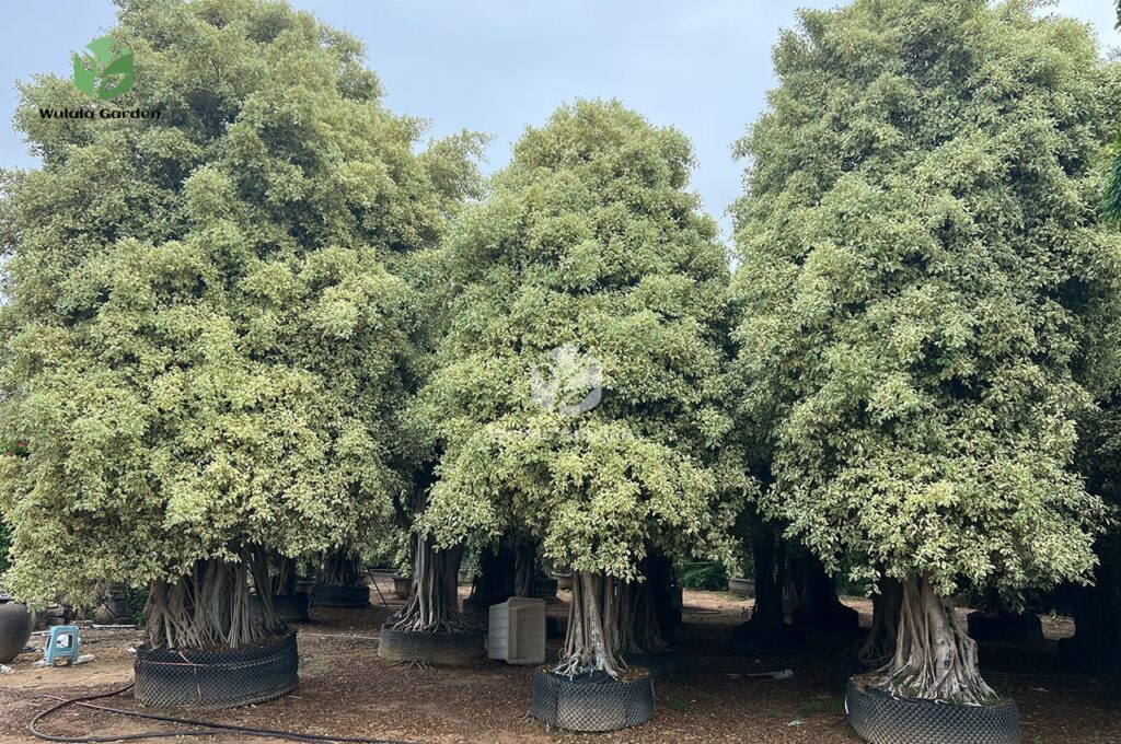 Golden Variegated Ficus Bonsai Tree