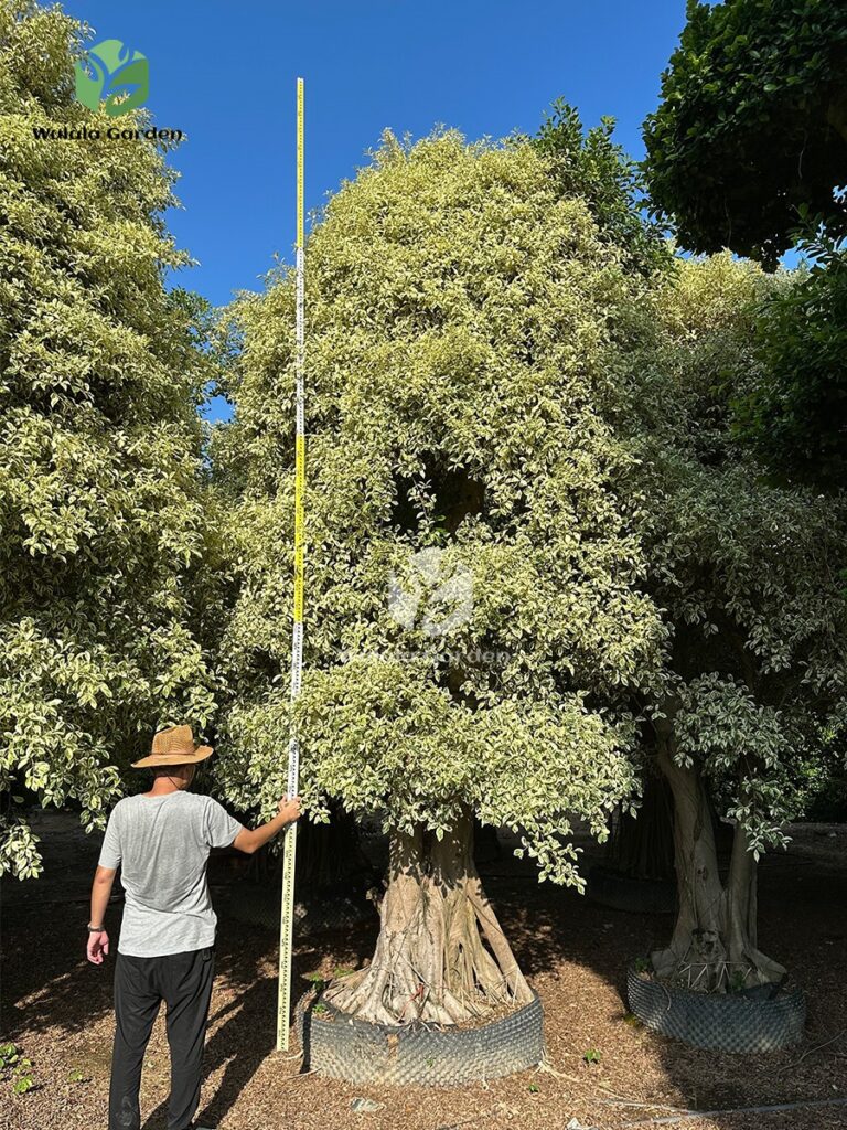 Golden Variegated Ficus Bonsai Tree