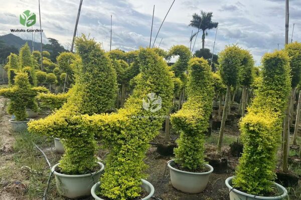 Moon-Shaped Golden Ligustrum Topiary