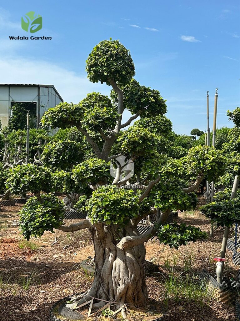 Nan an Strange Root Banyan Tree