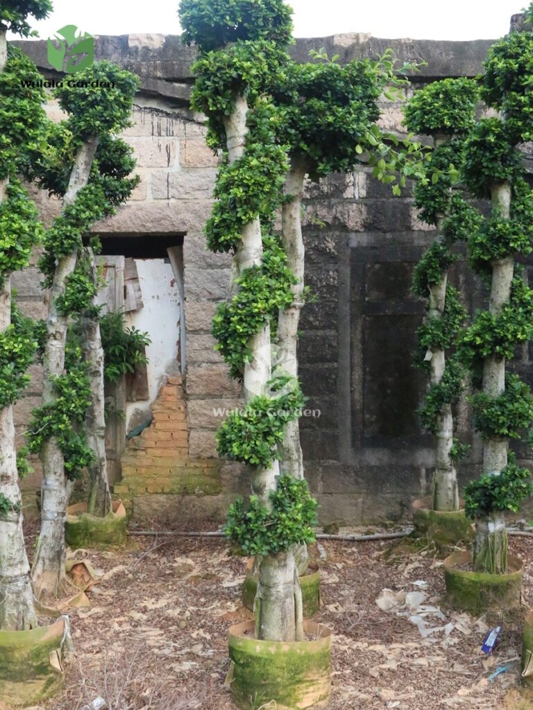 Single Root Dragon Ficus Microcarpa Tree
