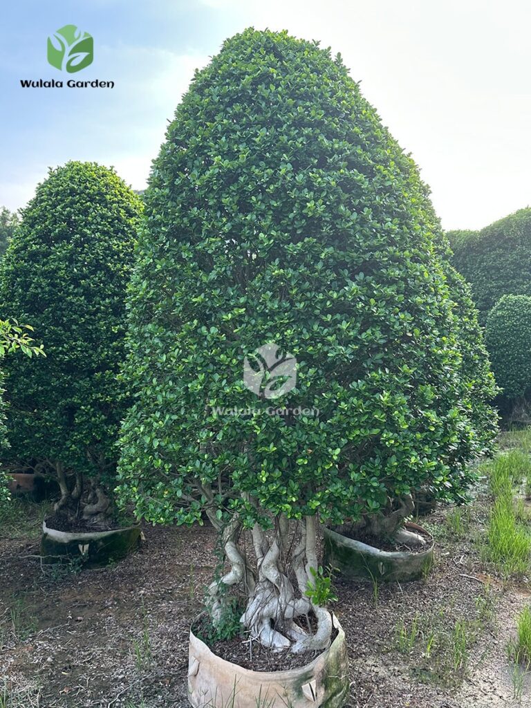 Tower-Shaped Ficus Bonsai