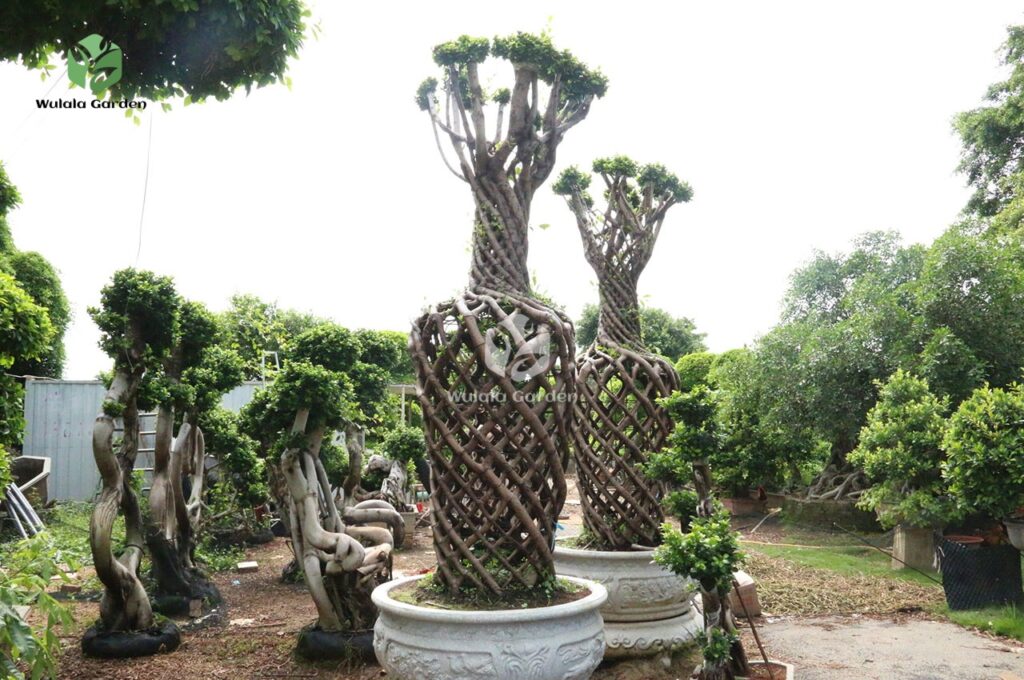 Vase-Shaped Ficus Microcarpa Trees