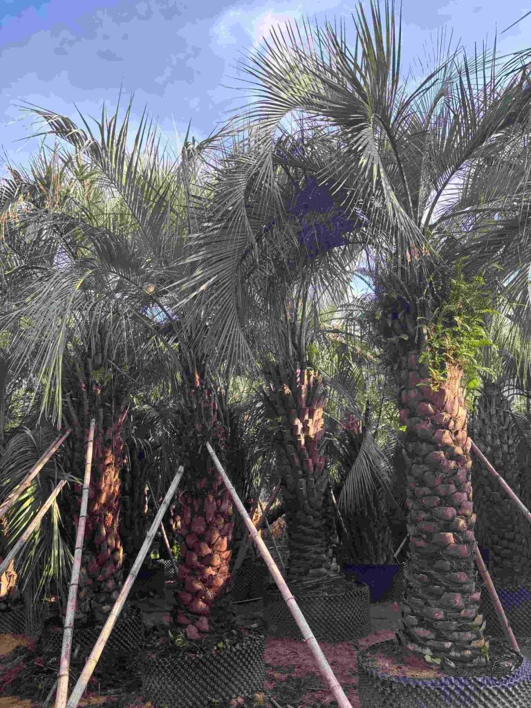 How to Grow a Bottle Palm Tree: Care, Climate, and Uses