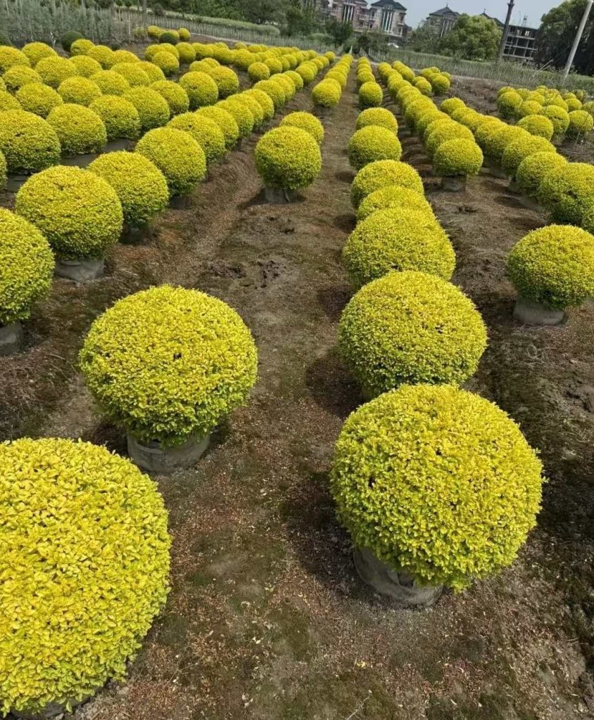 How Should Golden Ligustrum Be Maintained Under Harsh Climate Conditions?
